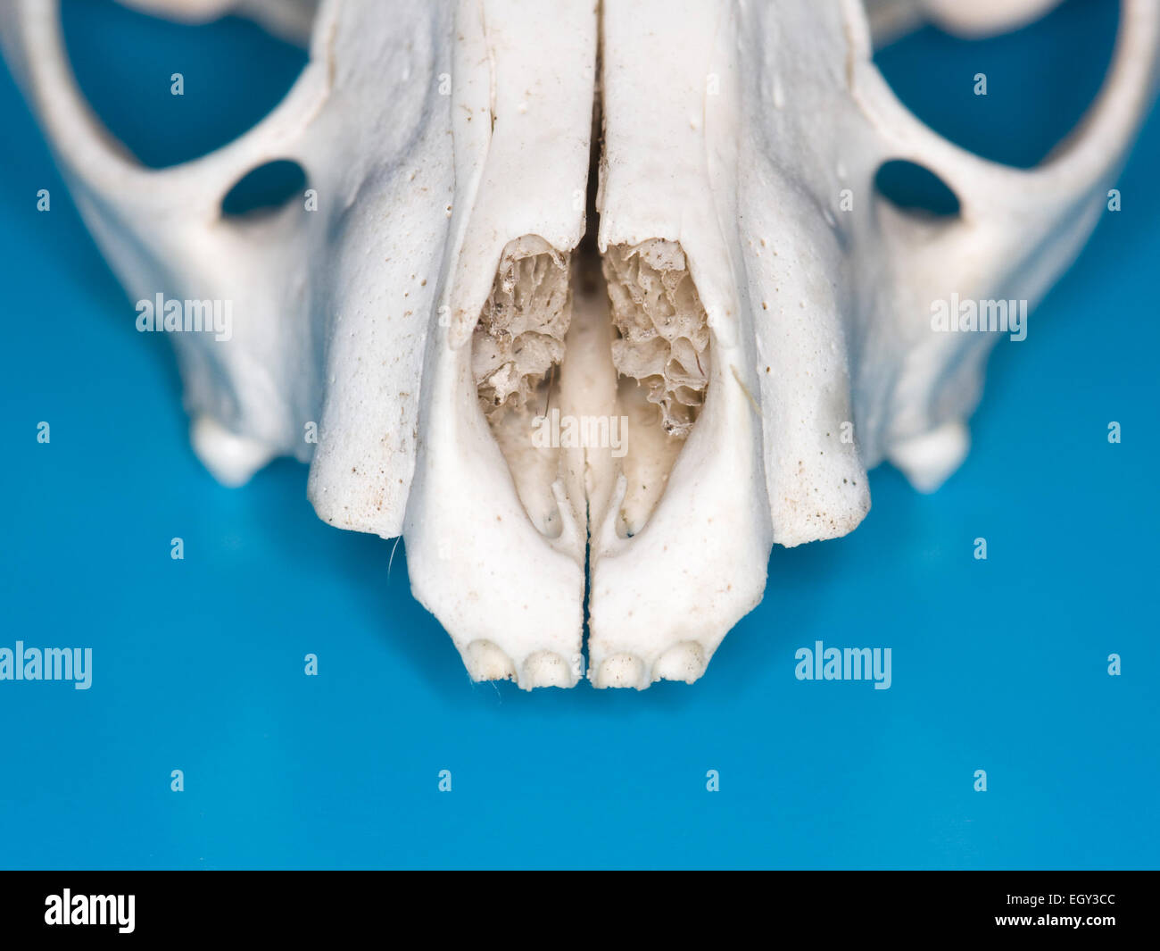 Raccoon skull hi-res stock photography and images - Alamy