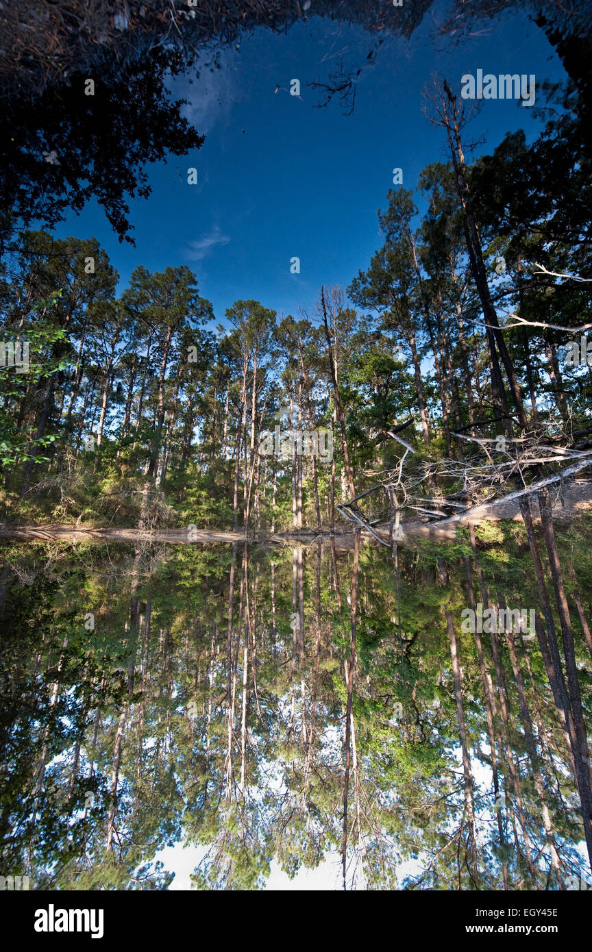 Toad Pond at the Bastrop State Park in Bastrop, Texas, USA Stock Photo ...
