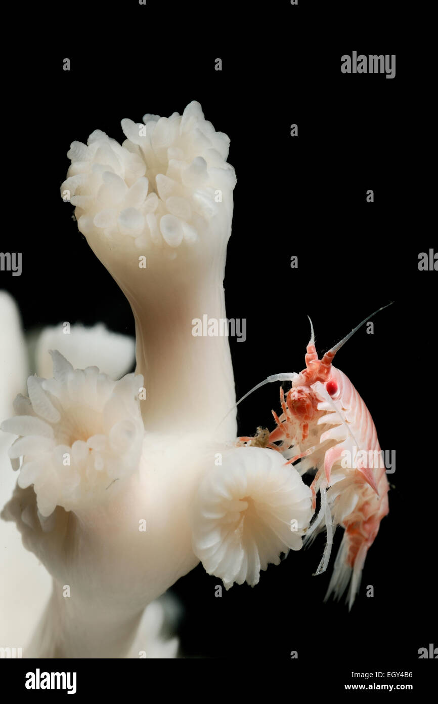 This crustacean (Epimeria cornigera) of the order Amphipoda does not ...