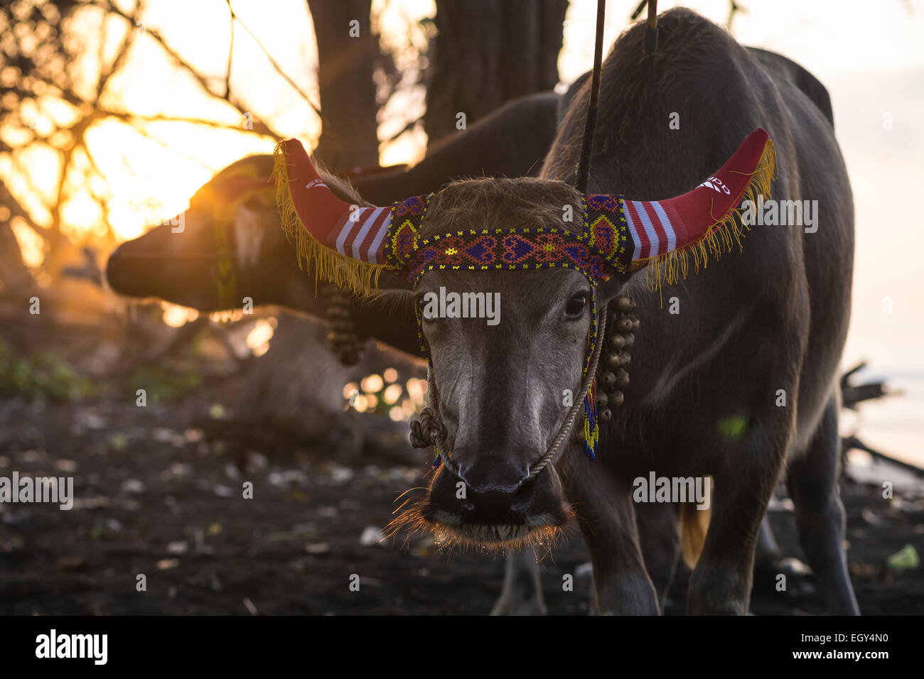 Bali cattle hi-res stock photography and images - Alamy