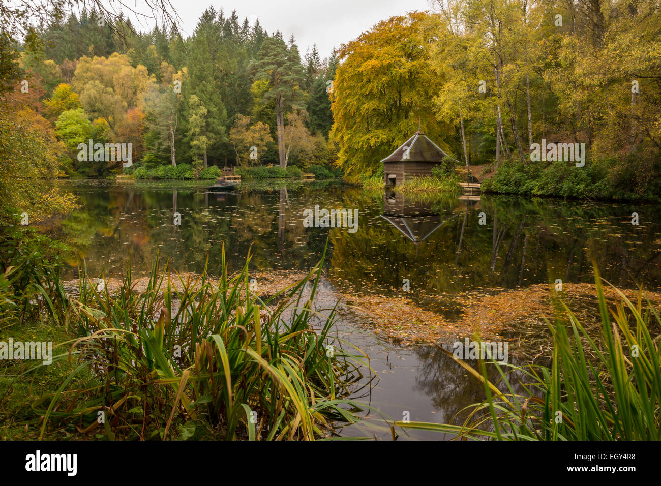 Enchanted forest scotland hi-res stock photography and images - Alamy