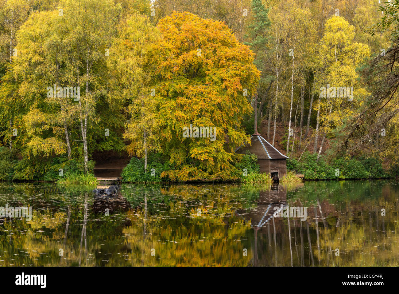 Enchanted forest scotland hi-res stock photography and images - Alamy