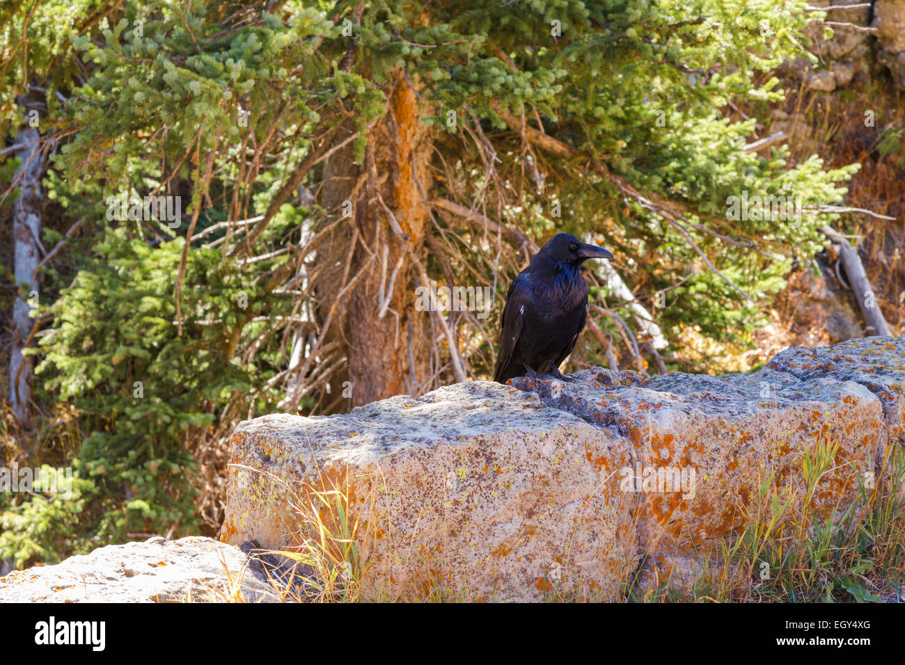 Raven yellowstone yellowstone national park hi-res stock photography ...