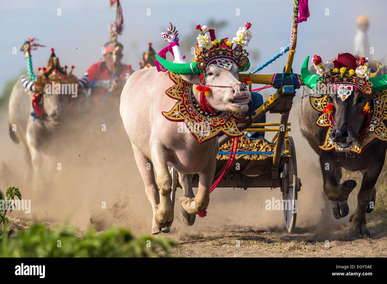 Bull cart race hi-res stock photography and images - Alamy