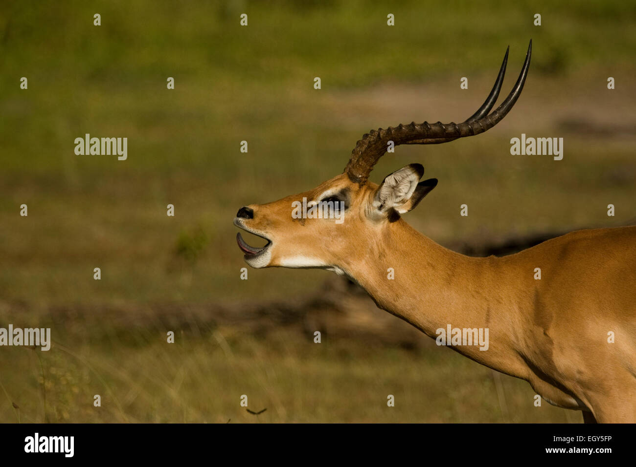 Flehmen hi-res stock photography and images - Alamy