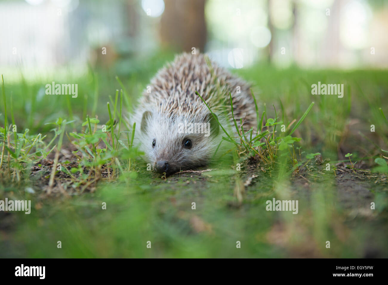 Hedgehog in the garden Stock Photo - Alamy