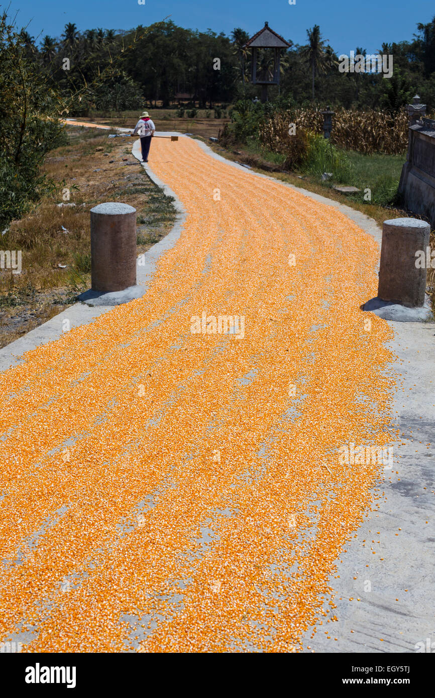 Corn farmer bali hi-res stock photography and images - Alamy