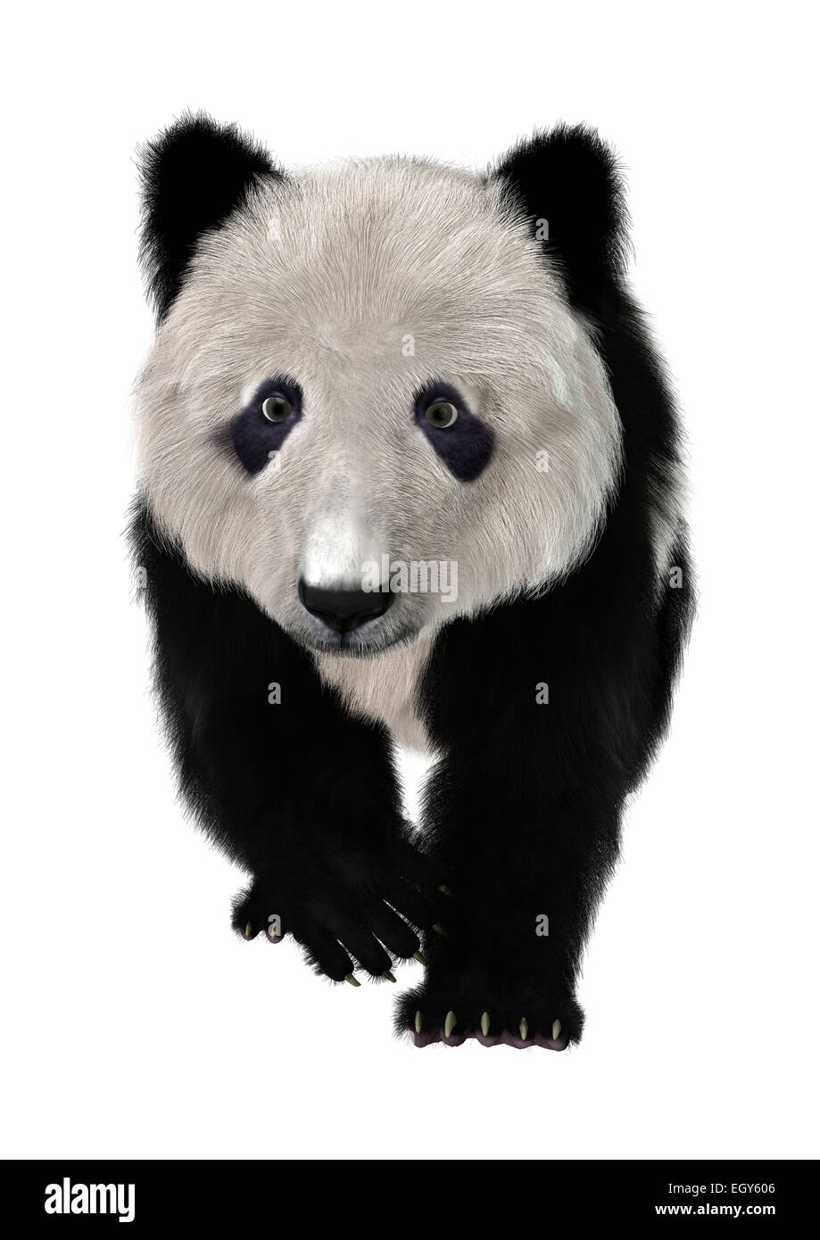 Giant panda running hi-res stock photography and images - Alamy