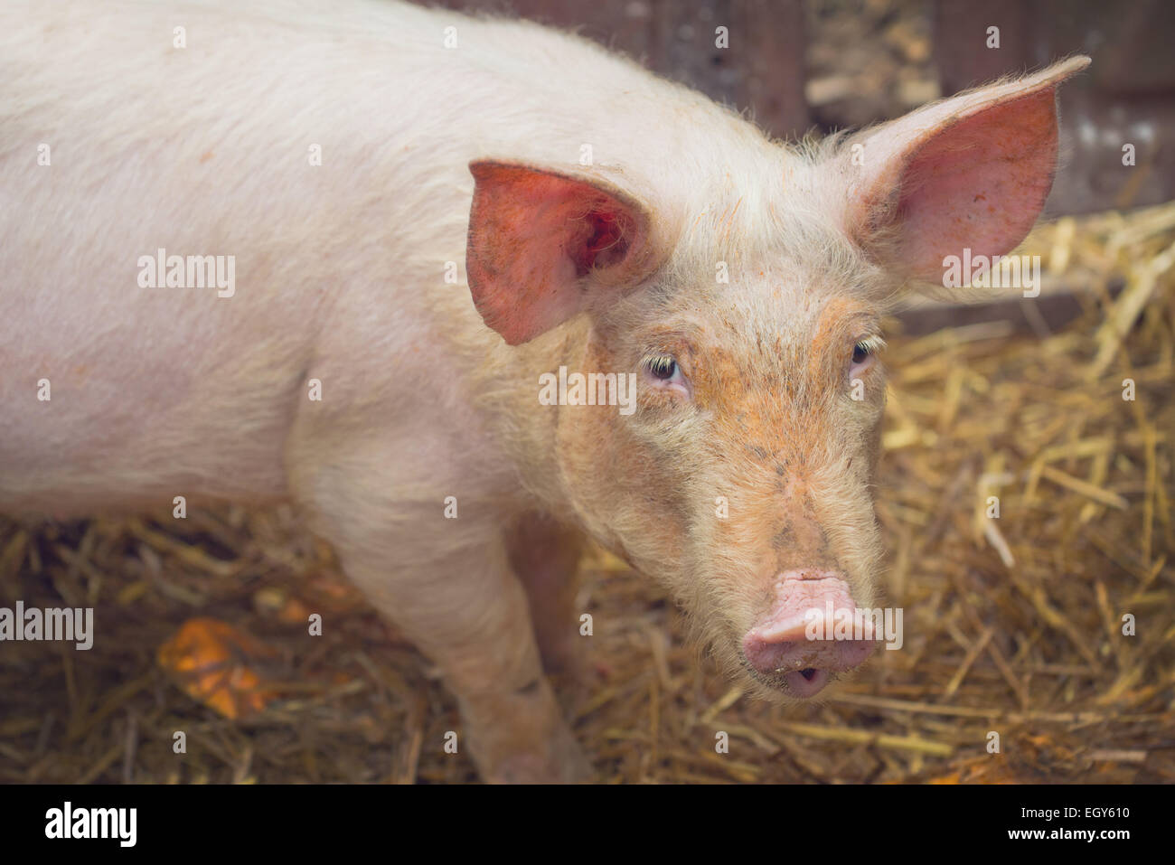 Young Pig on Breeding Animal Farm Looking At Camera, Selective focus ...