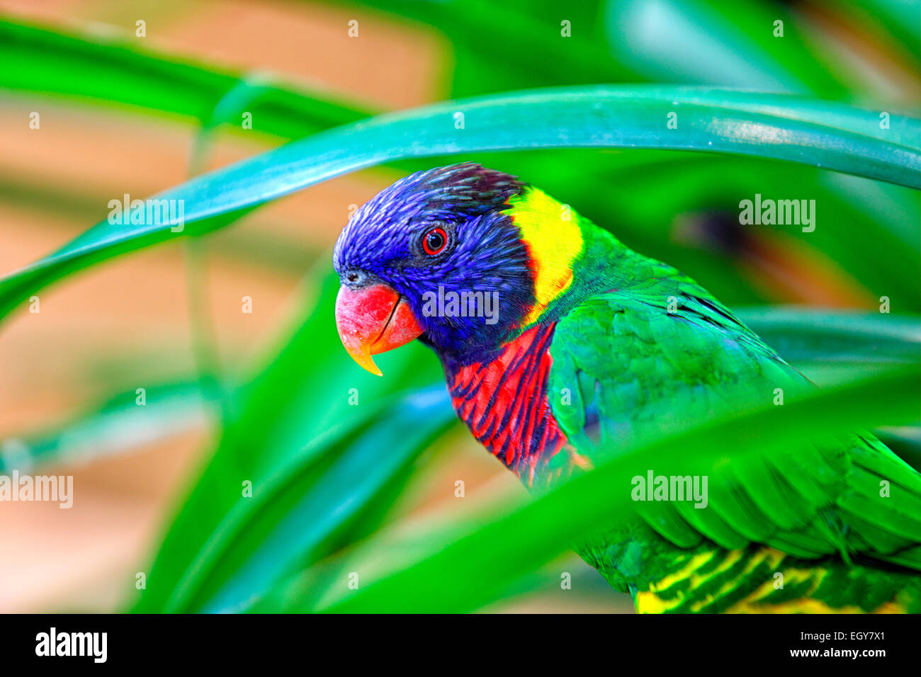 Malaysia, Pahang, Taman Negara National Park, colorful bird Stock Photo ...