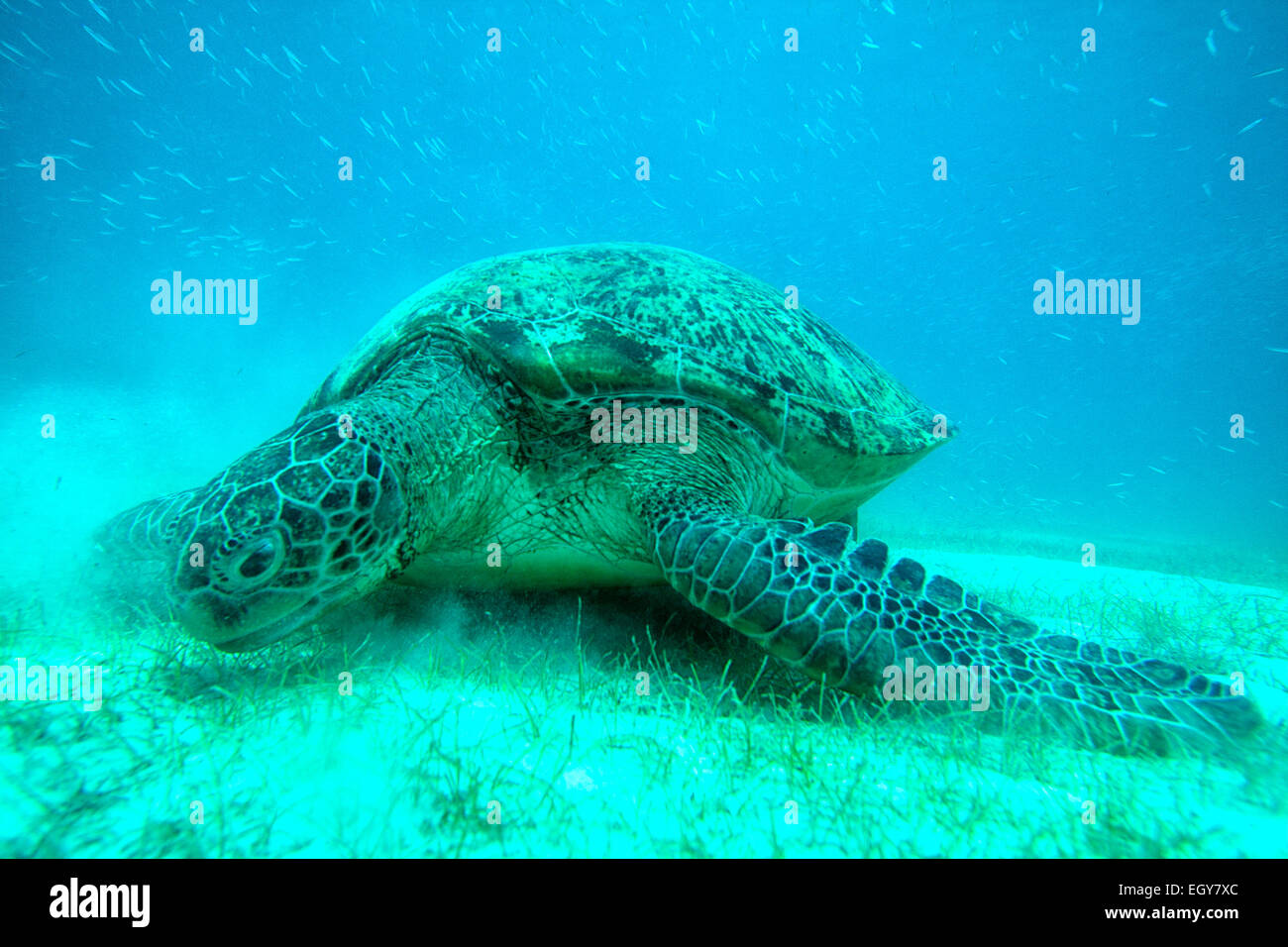 Malaysia, South China Sea, Green sea turtle on seabed Stock Photo - Alamy