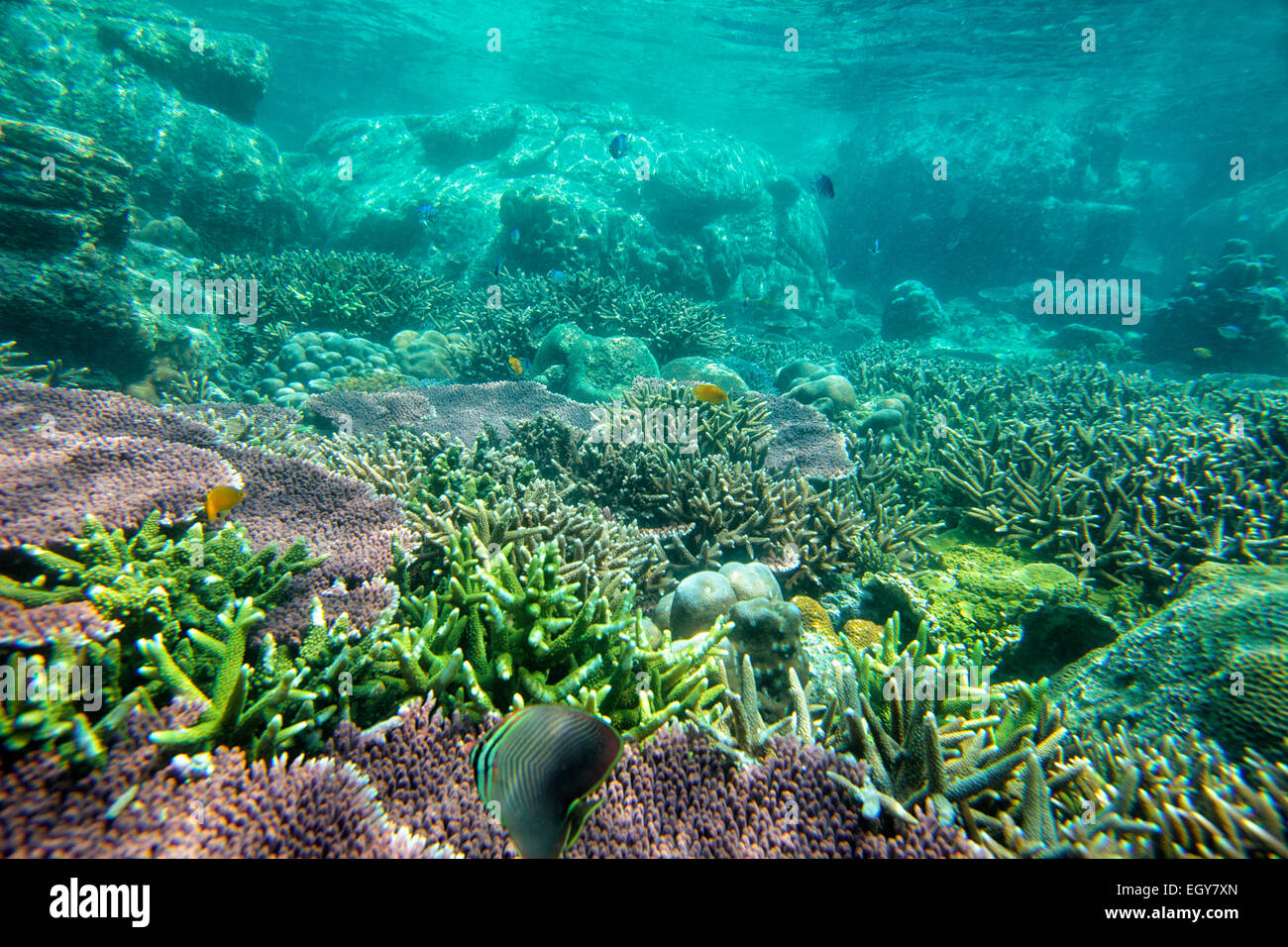 Tioman island fish hi-res stock photography and images - Alamy