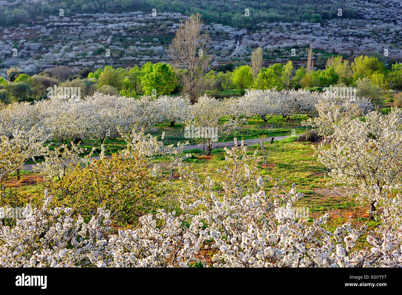 Spain, Extremadura, Valle del Jerte, Valley with blooming cherry trees ...