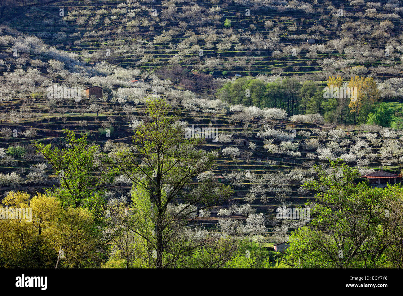 Spain, Extremadura, Valle del Jerte, Valley with blooming cherry trees ...