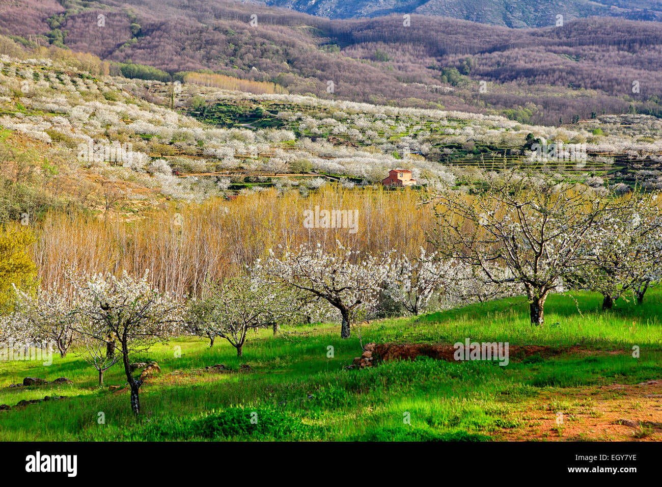 Spain, Extremadura, Valle del Jerte, Valley with blooming cherry trees ...