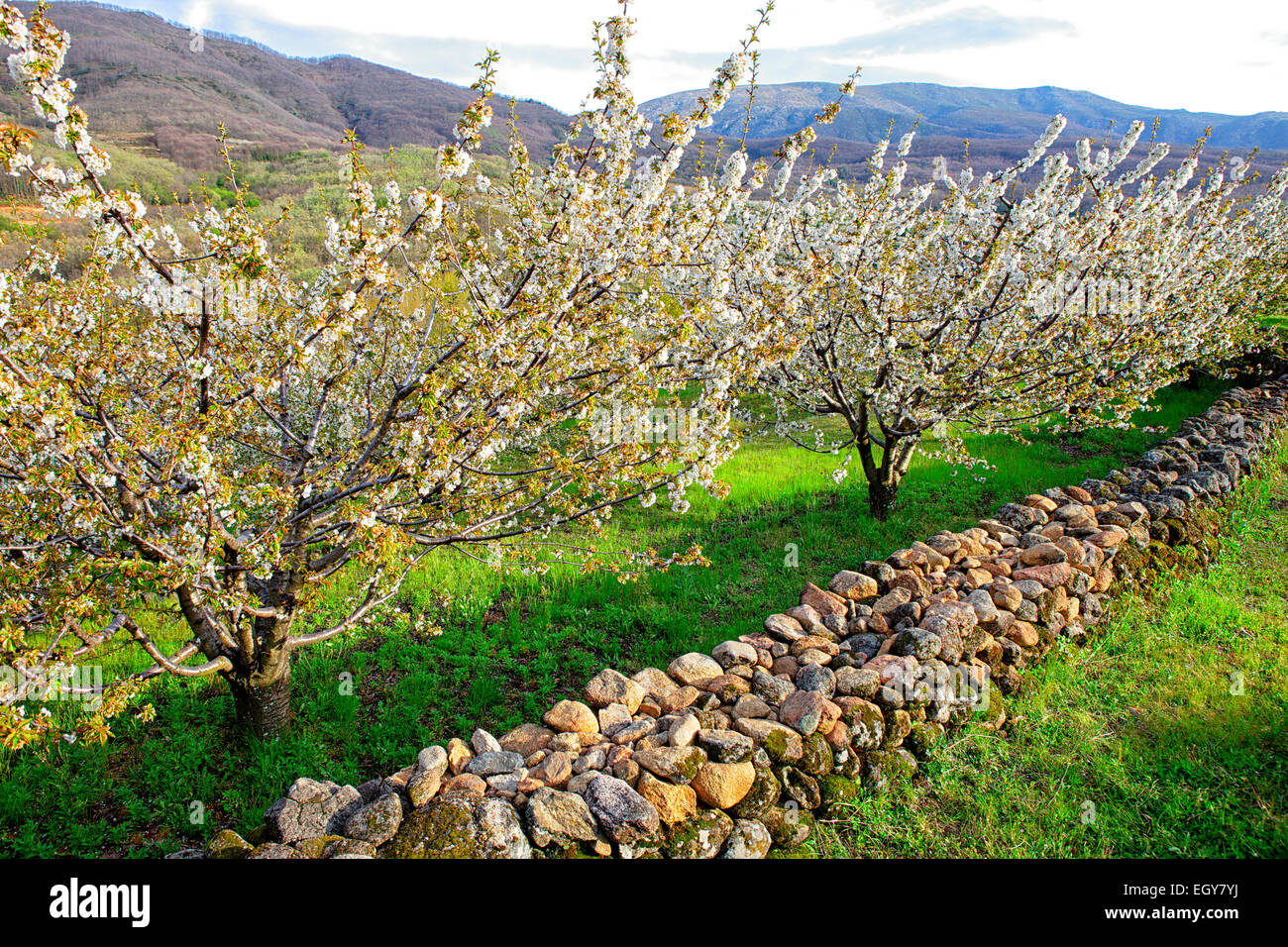 Spain, Extremadura, Valle del Jerte, Valley with blooming cherry trees ...