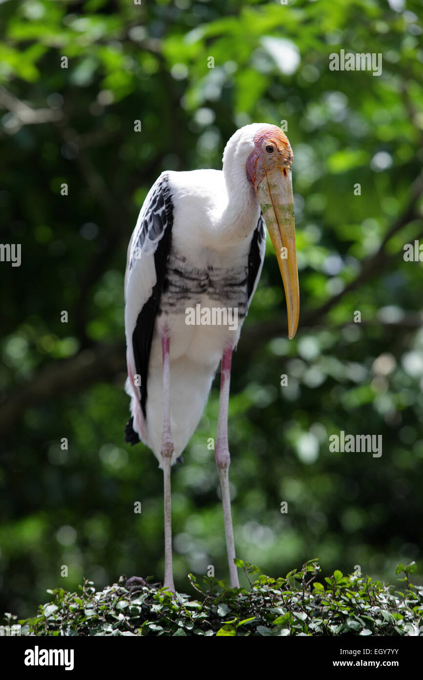 Malaysia, Pahang, Taman Negara National Park Stock Photo - Alamy
