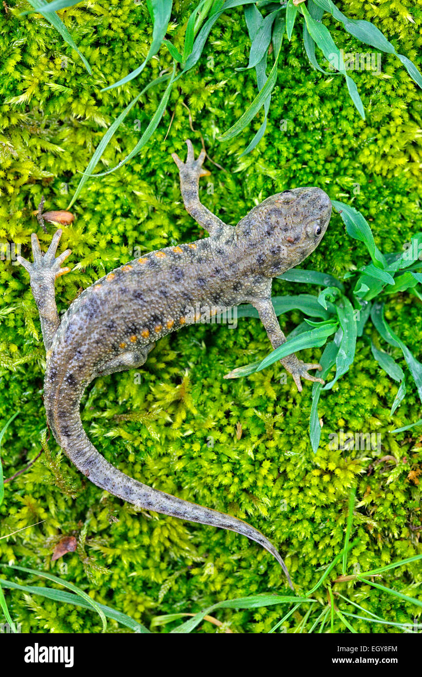Iberian newt hi-res stock photography and images - Alamy