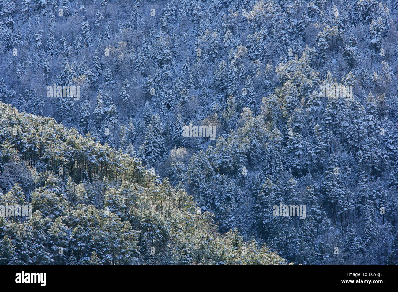 Spain, Ordesa National Park, coniferous forest Stock Photo - Alamy