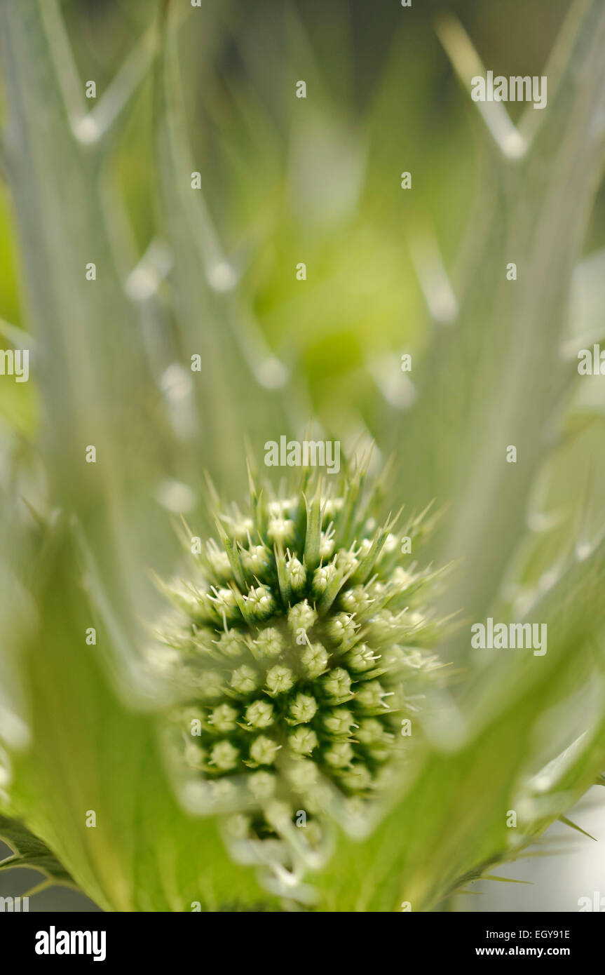 Close up of an Eryngium flower, (Sea Holly, Sea Thistle) with soft blur ...