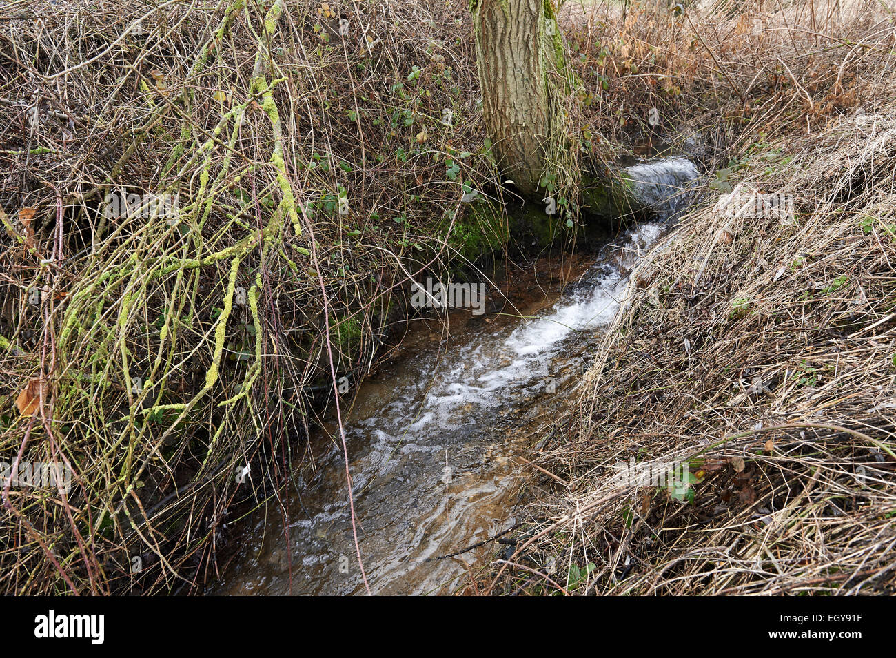 A natural brook flowing in a channel chocked with tree roots and ...