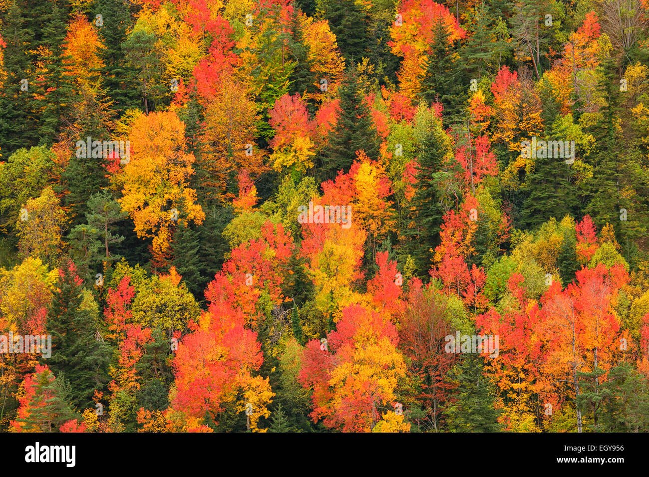Spain, Ordesa National Park, coniferous forest in autumn Stock Photo ...