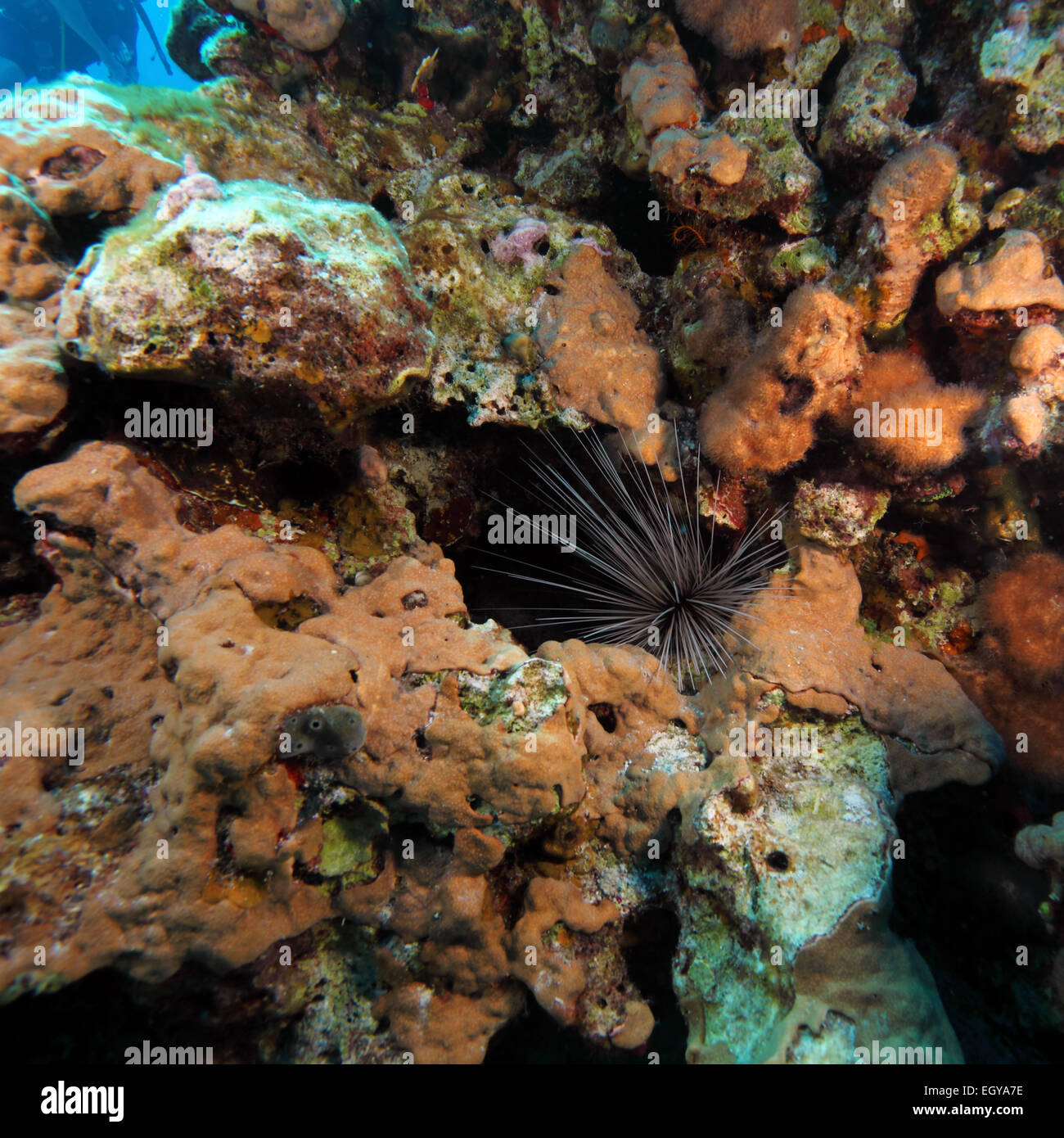 Sea urchin underwater caribbean hi-res stock photography and images - Alamy