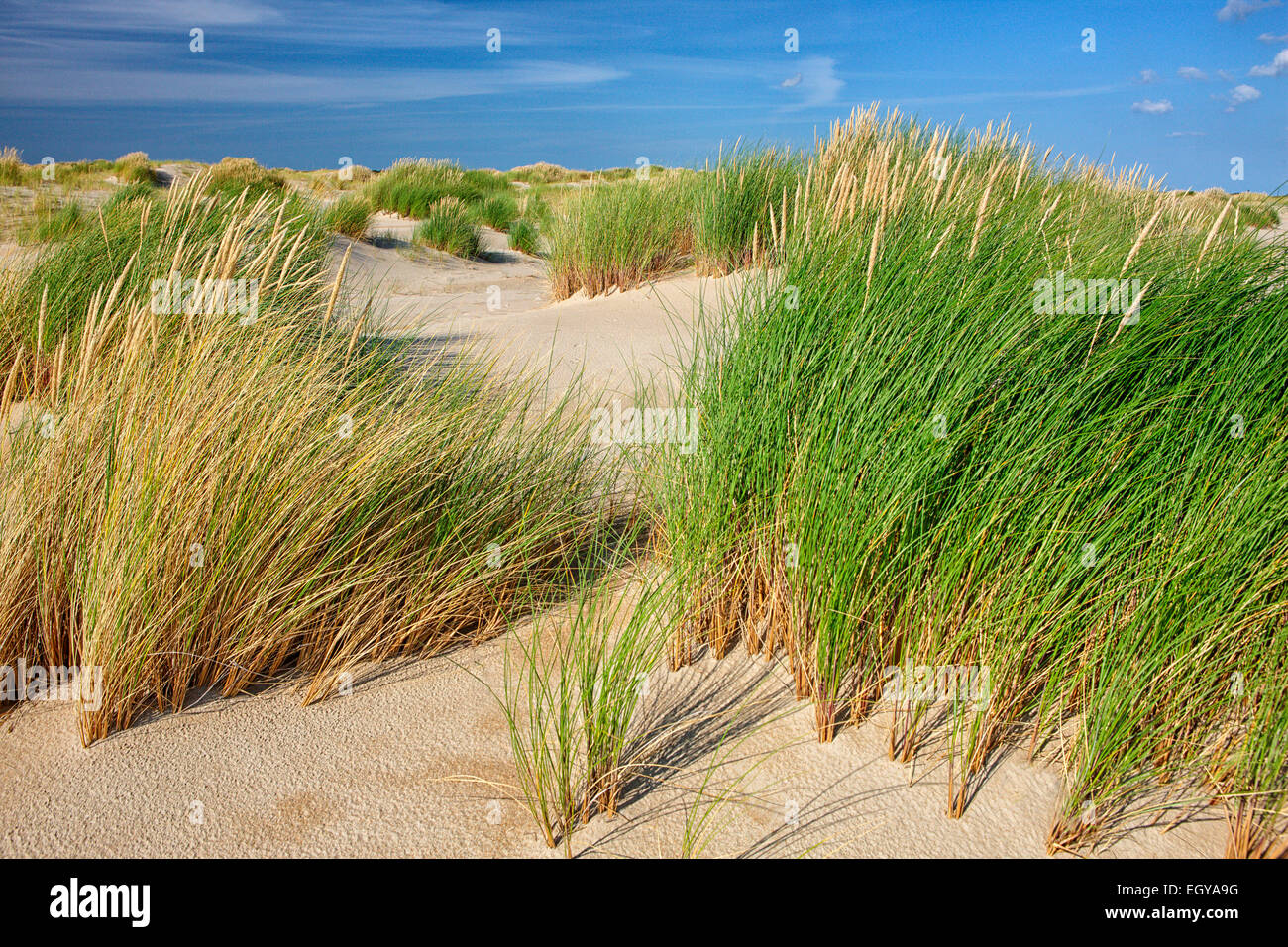 Netherlands, Texel Island, Dunes of Texel National Park Stock Photo - Alamy