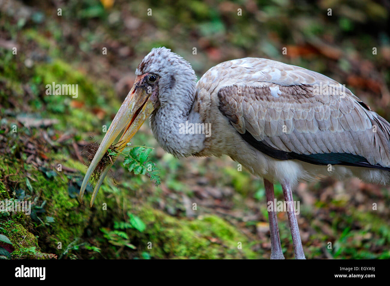 Malaysia, Pahang, Taman Negara National Park, bird Stock Photo - Alamy