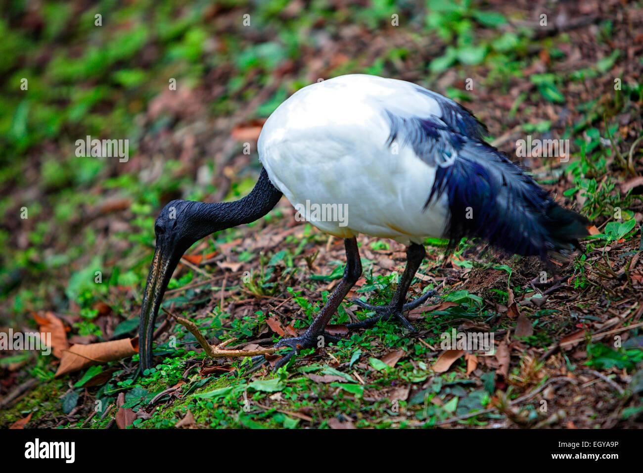 National bird day hi-res stock photography and images - Alamy