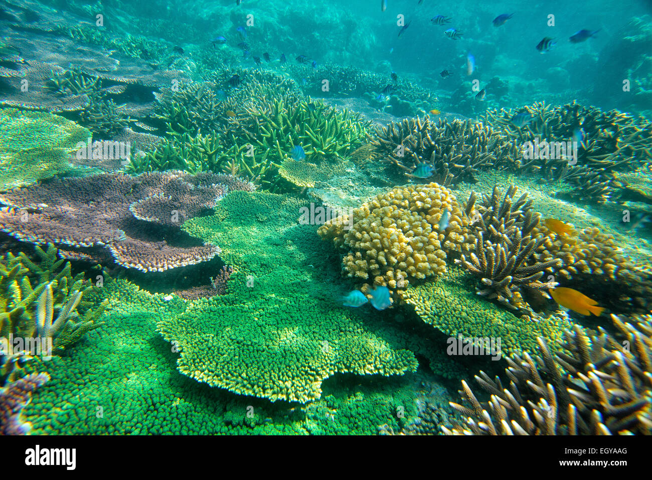 Malaysia, South China Sea, Tioman Island, Coral reef Stock Photo - Alamy