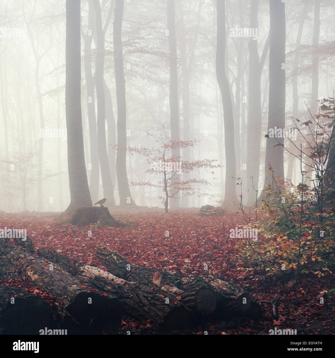 Germany, autumn forest in the fog Stock Photo - Alamy
