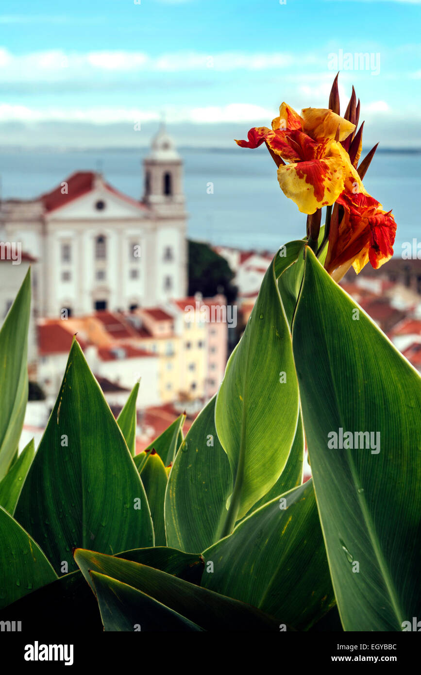 Portugal, Lisbon, flower in front of Alfama neighborhood Stock Photo ...