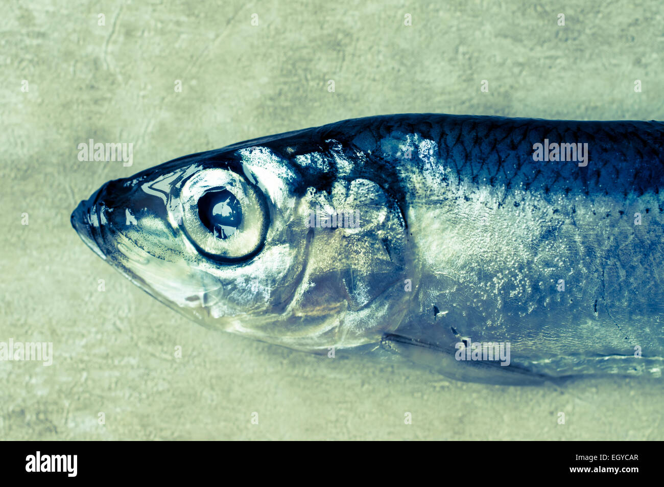 Sprats head hi-res stock photography and images - Alamy