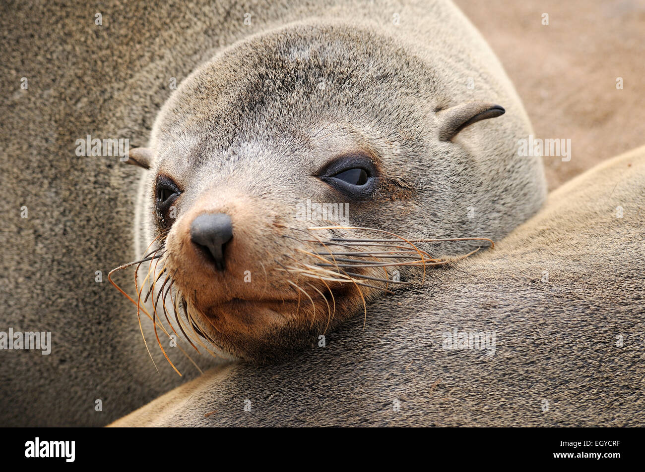 Cape fur seal namibia desert hi-res stock photography and images - Alamy