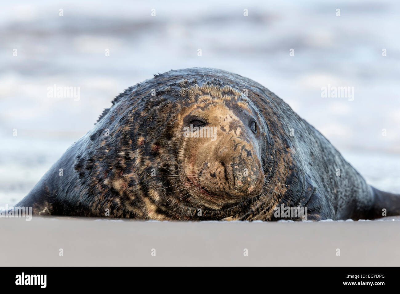 Atlantic Grey Seal bull - Halichoerus grypus Stock Photo - Alamy