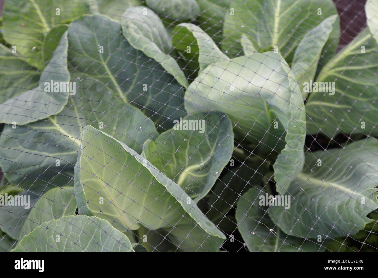 Cabbage under netting Stock Photo - Alamy