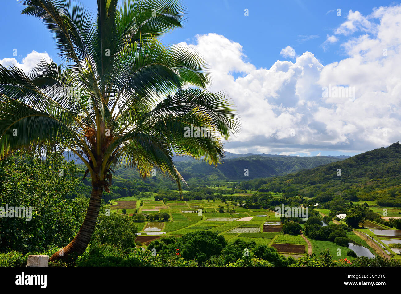 Taro fields of Hanalei River Valley from highway overlook, Kauai ...