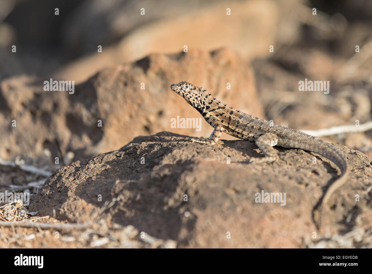 Ecuador, Galapagos Islands, Santa Fe, Galapagos Lava Lizard on rock ...