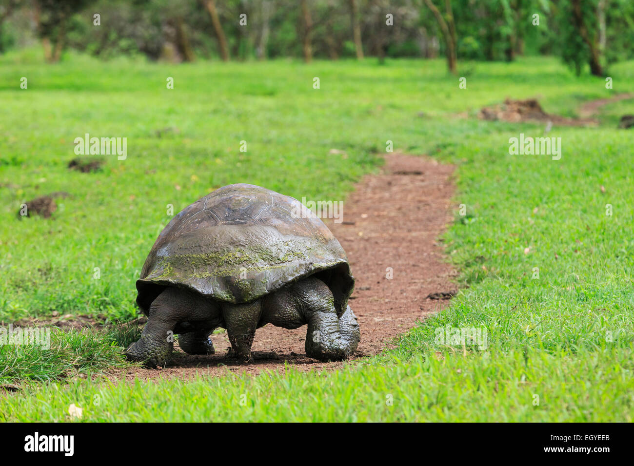 Ecuador, Galapagos Islands, back view of walking Galapagos tortoise ...
