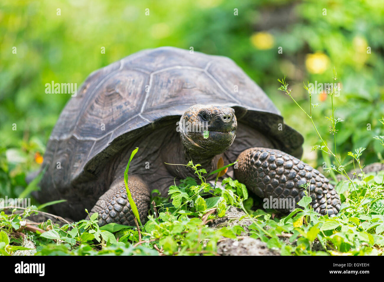 Ecuador, Galapagos Islands, eating Galapagos tortoise Stock Photo - Alamy
