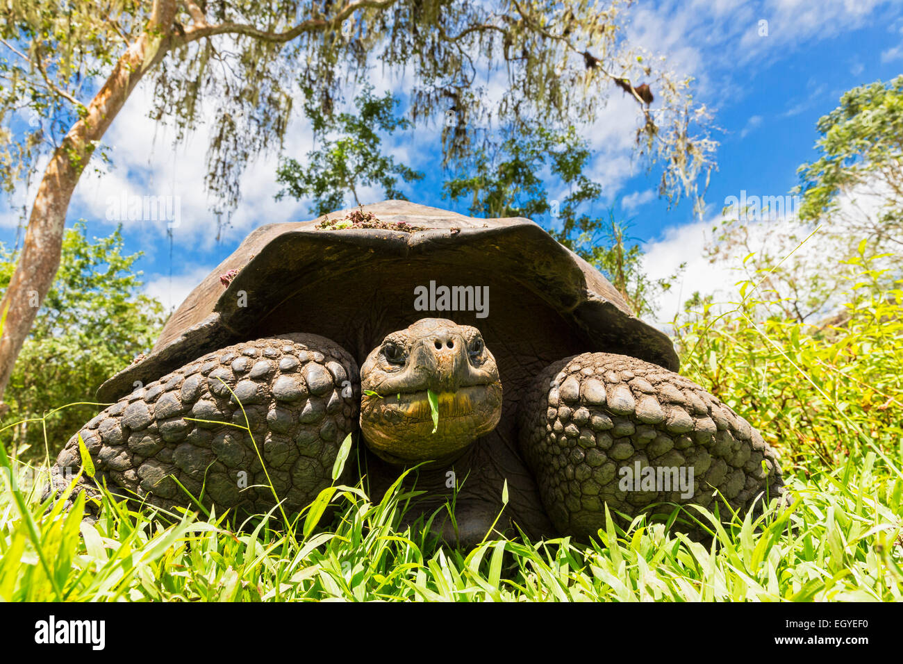 Ecuador, Galapagos Islands, eating Galapagos tortoise Stock Photo - Alamy