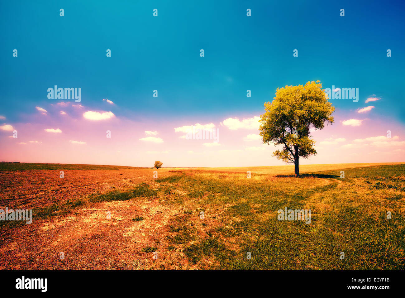 Alone tree in the field Stock Photo - Alamy