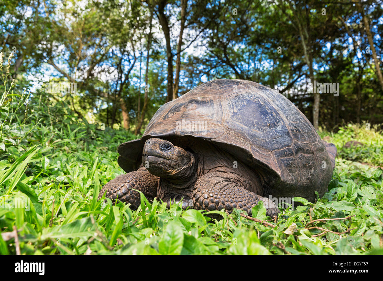 Ecuador, Galapagos Islands, Galapagos tortoise Stock Photo - Alamy
