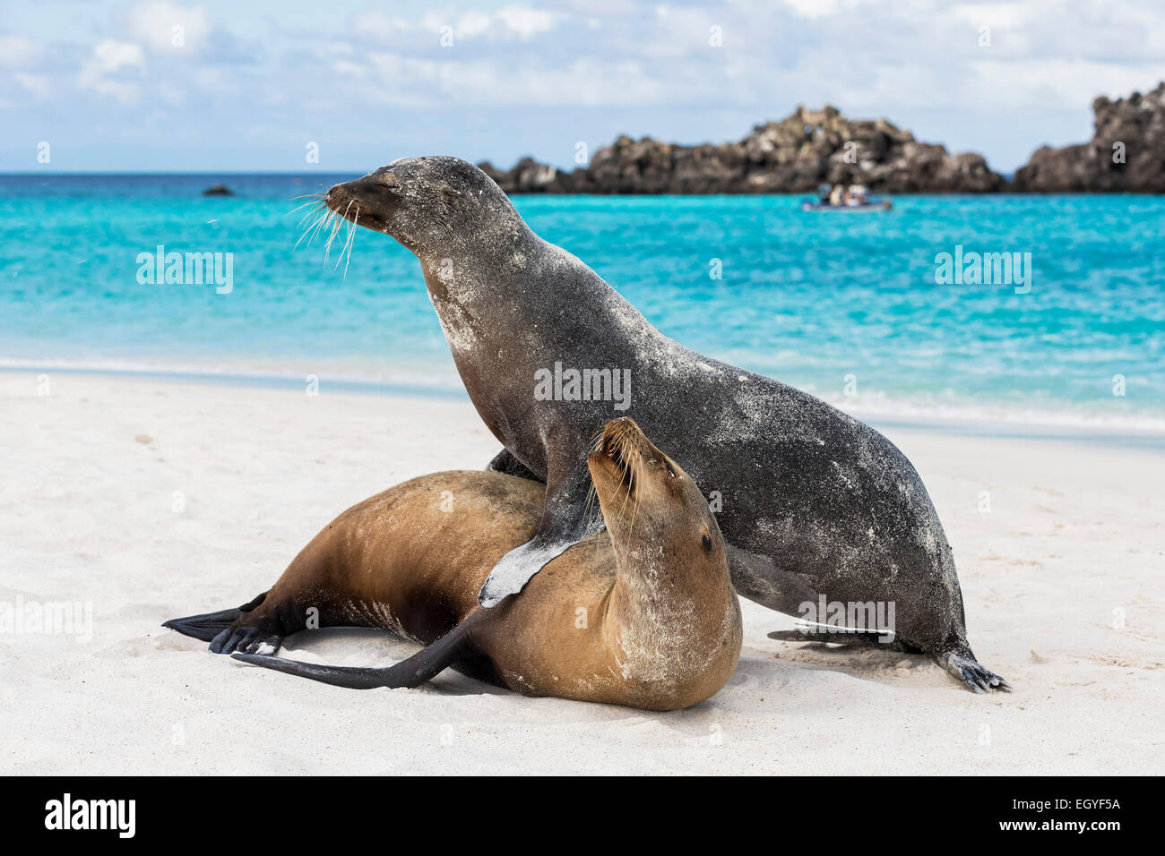 Ecuador, Galapagos Islands, Espanola, Gardner Bay, two sea lions on ...