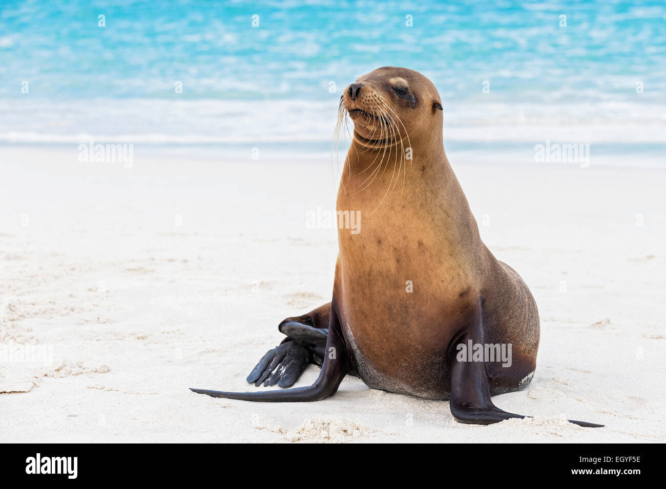 Ecuador, Galapagos Islands, Espanola, Gardner Bay, sea lion on sandy ...