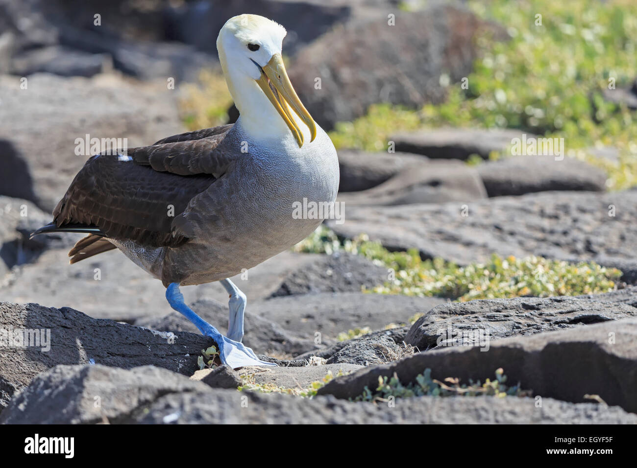 Ecuador, Galapagos Islands, Espanola, Punta Suarez, Galapagos albatross ...