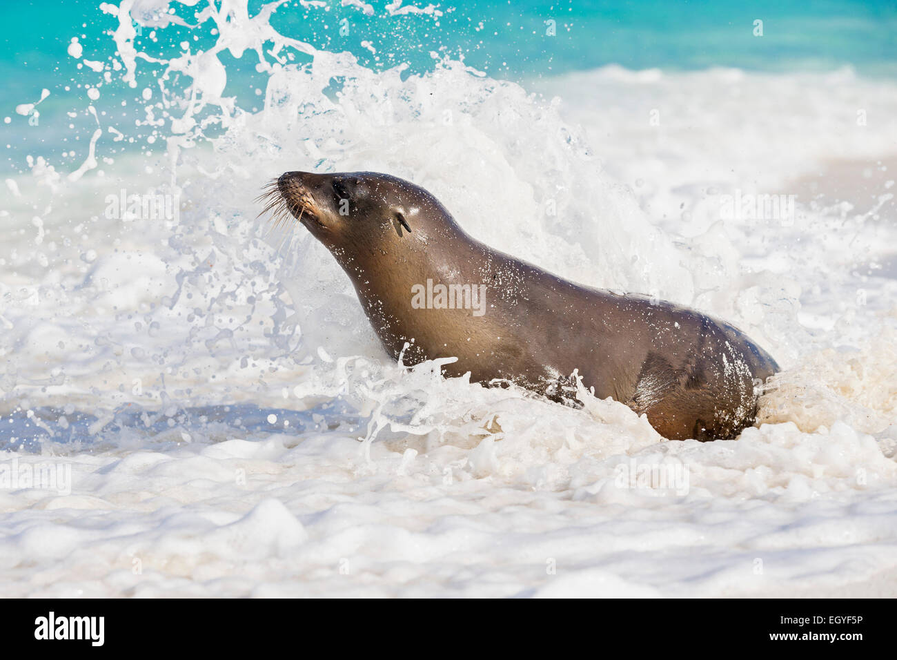 Ecuador, Galapagos Islands, Espanola, Gardner Bay, sea lion sitting in ...