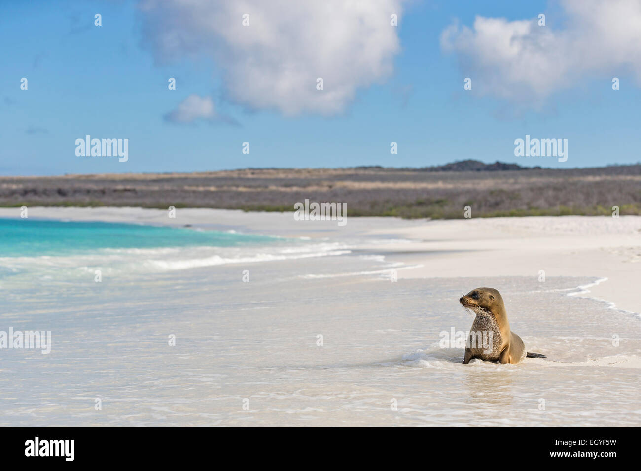 Ecuador, Galapagos Islands, Espanola, Gardner Bay, sea lion sitting in ...