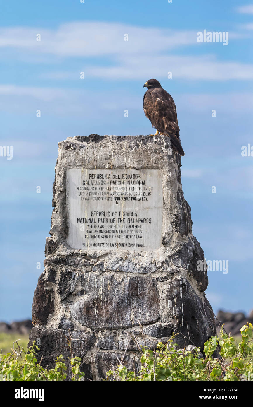 Ecuador, Galapagos Islands, Espanola, Punta Suarez, Galapagos hawk ...